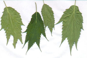 Top 10 Craziest Cannabis Mutations - Sensi Seeds Blog