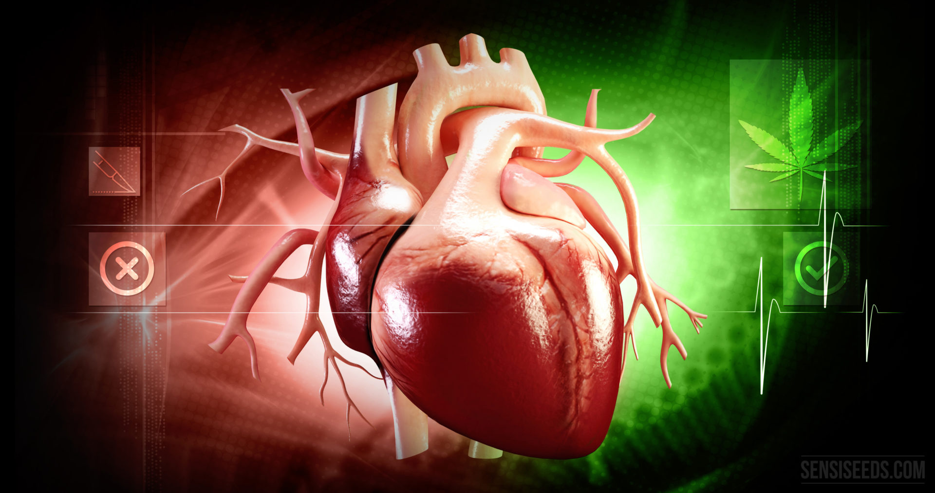 THC Can Prevent Rejection Of Transplanted Organs We Explain How thc-can-prevent-rejection-of-transplanted-organs-we-explain-how