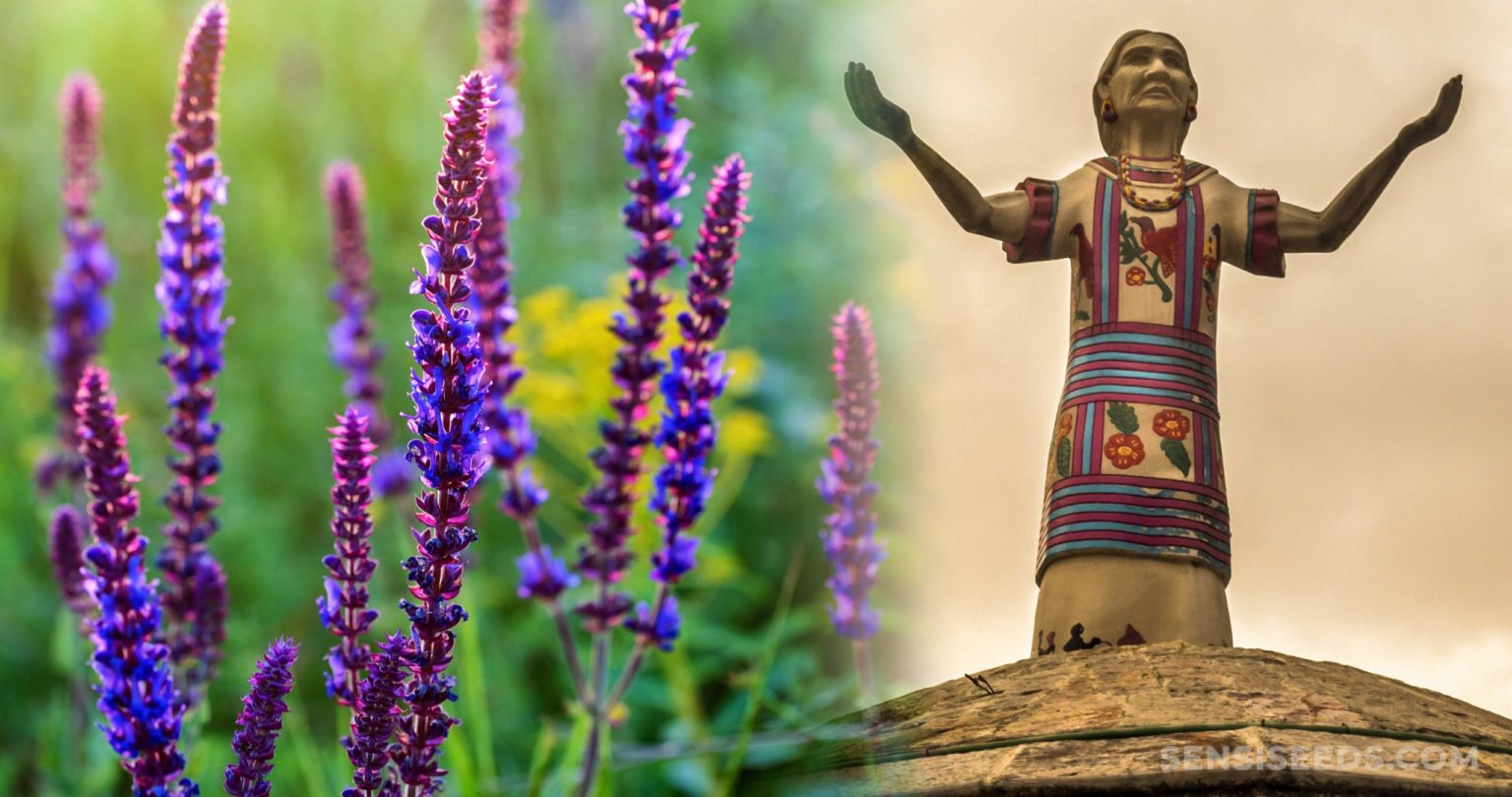 Salvia Divinorum 101: Use, Effects, History & Science - Sensi Seeds