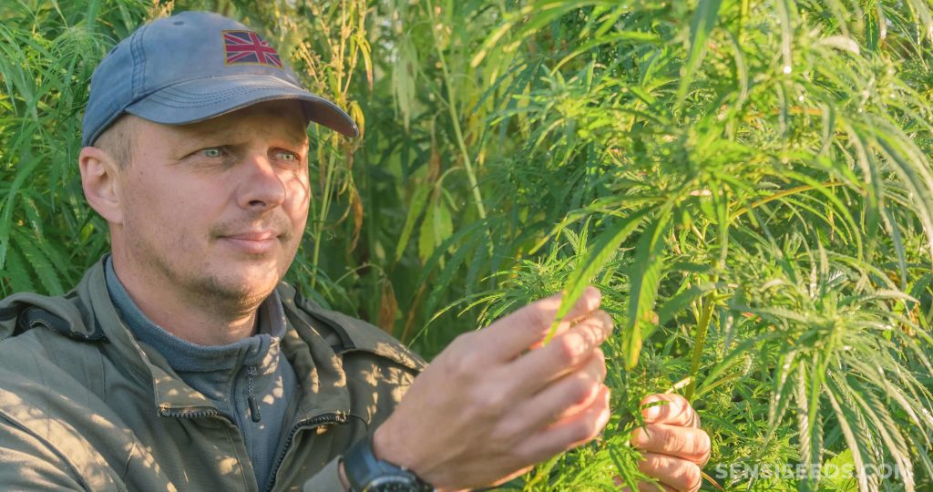 How To Start A Hemp Business In The UK Sensi Seeds