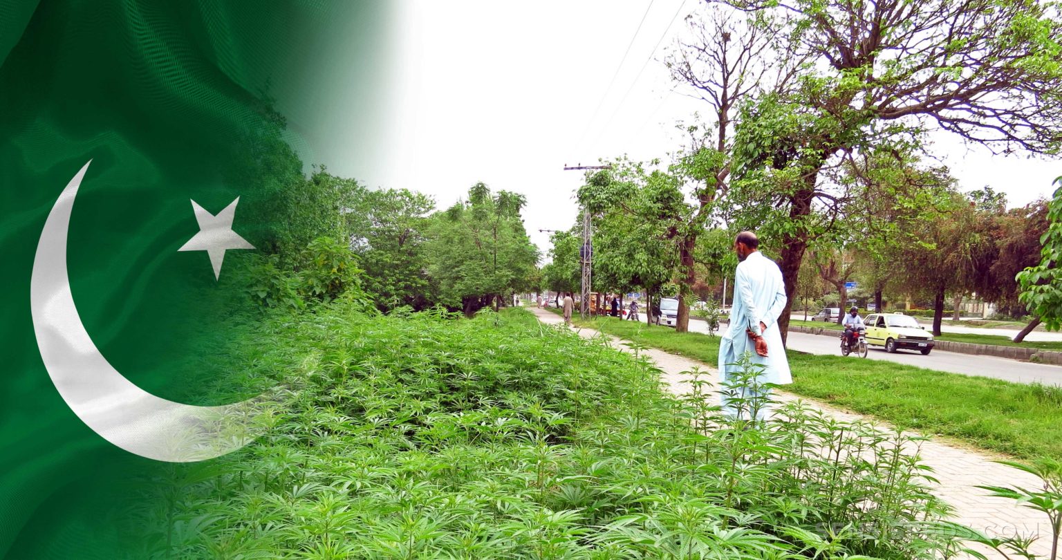Cannabis in Pakistan – Laws, Use, History, and Other Info - Sensi Seeds