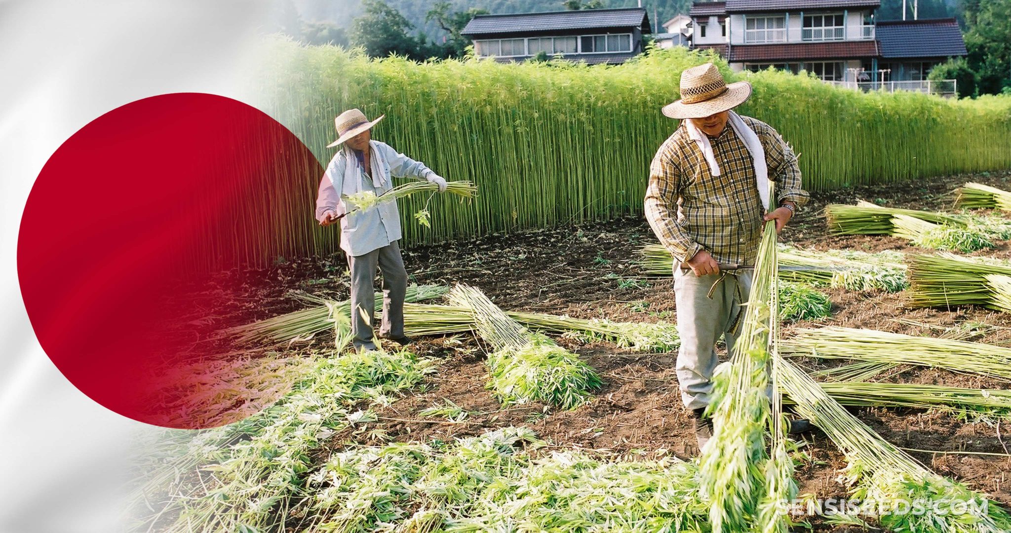 Cannabis in Japan – Laws, Use, and More Info - Sensi Seeds