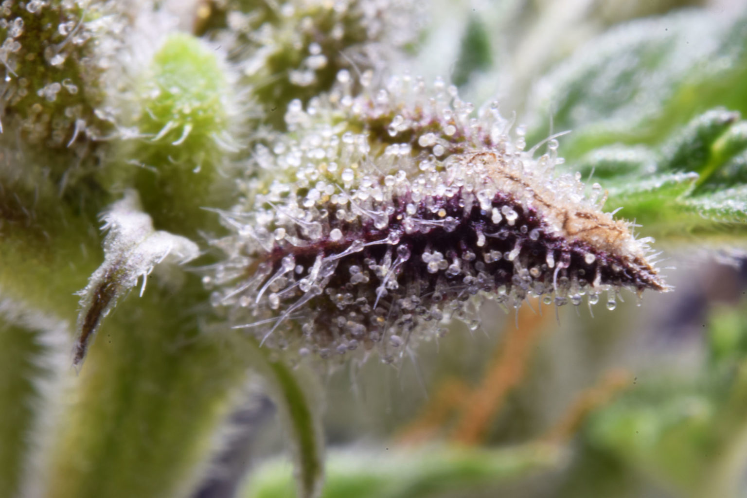 Anatomy of the Cannabis Plant: From Roots to Pistils - Sensi Seeds
