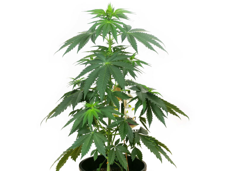 OG Kush Feminized Grow Report (Indoor) - Sensi Seeds