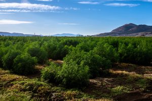13 Best Cali Strains: Top Strains From California - Sensi Seeds