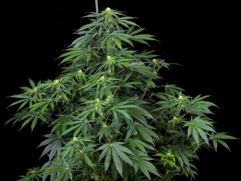 Papi Chulo OG Feminized Grow Report - Sensi Seeds