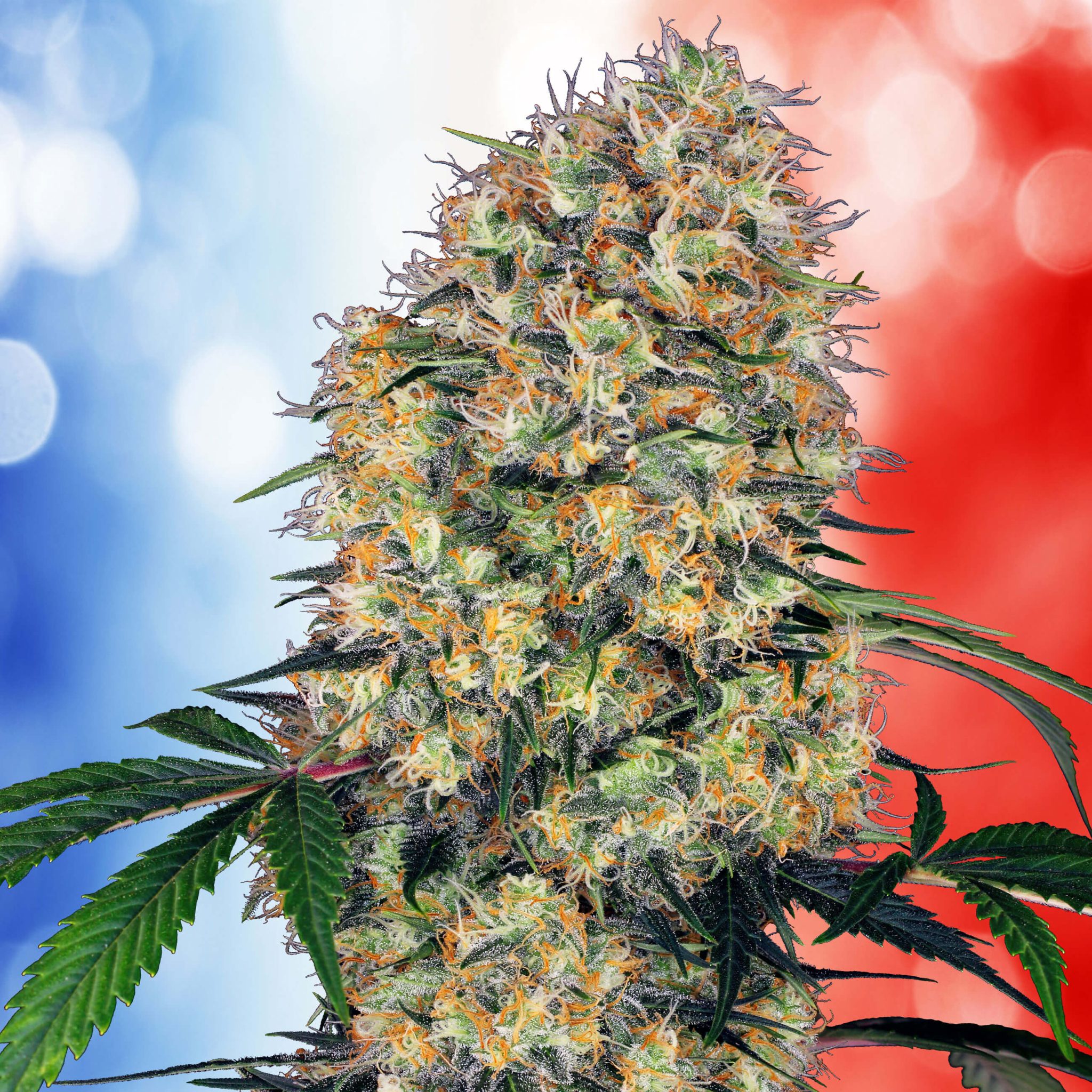 7 Best Weed Strains in France - Sensi Seeds