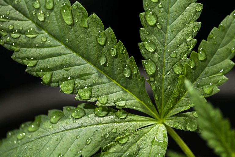 Flushing Cannabis Plants Guide For Optimal Yield And Aromas Sensi Seeds