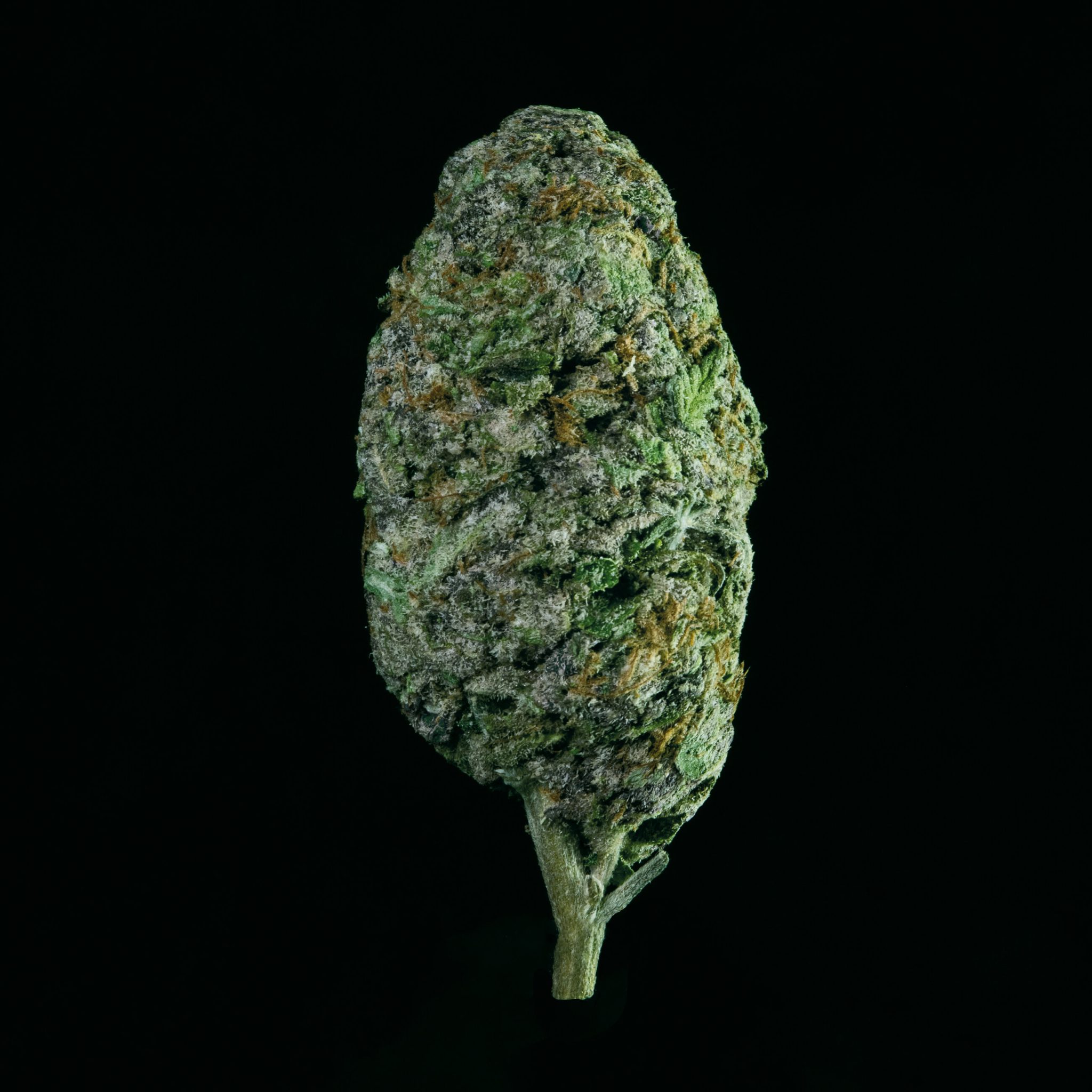 Qué es la hierba PGR y cómo reconocerla - Sensi Seeds