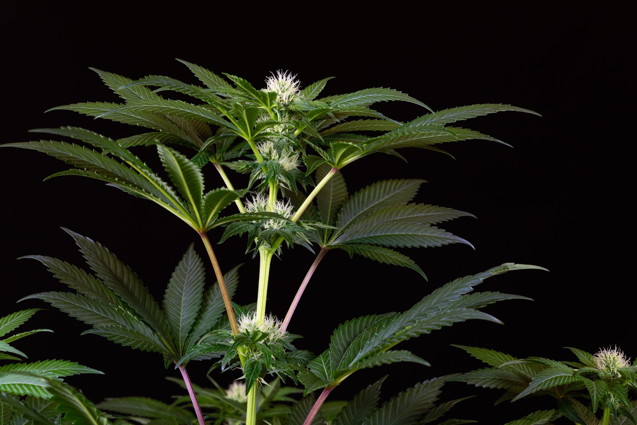 Chocolate Rainbow XXL Feminized Grow Report - Sensi Seeds