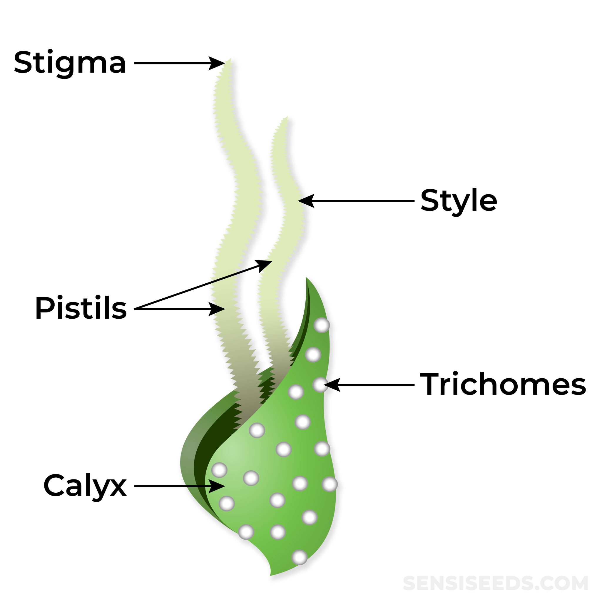 Cannabis Pistils: What Are Those Hairs on Weed? - Sensi Seeds