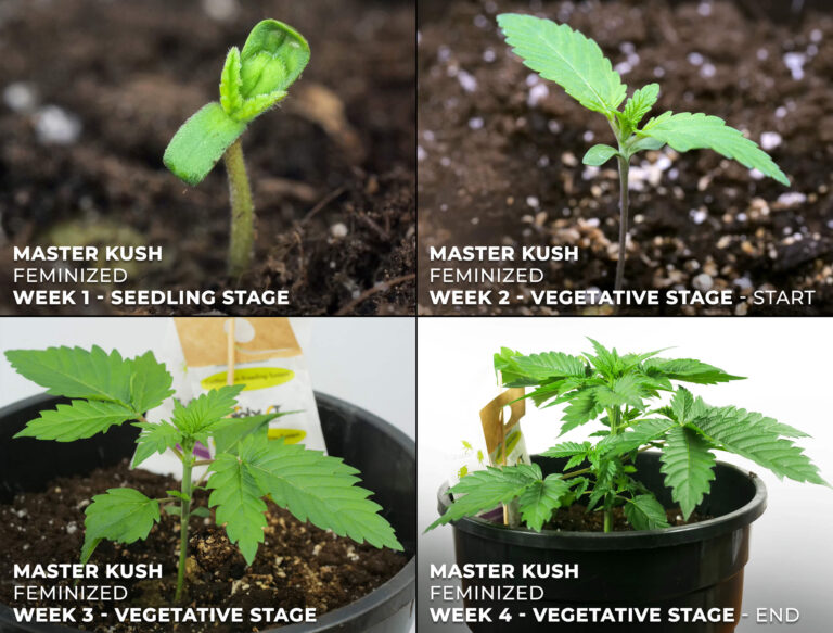 Vegetative Stage of Cannabis: Optimise Growth Potential - Sensi Seeds