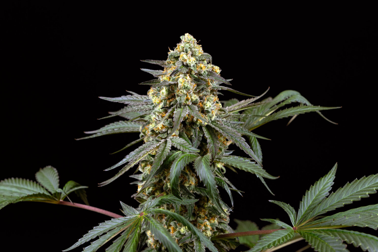 The Flowering Stage of Cannabis: Week by Week - Sensi Seeds