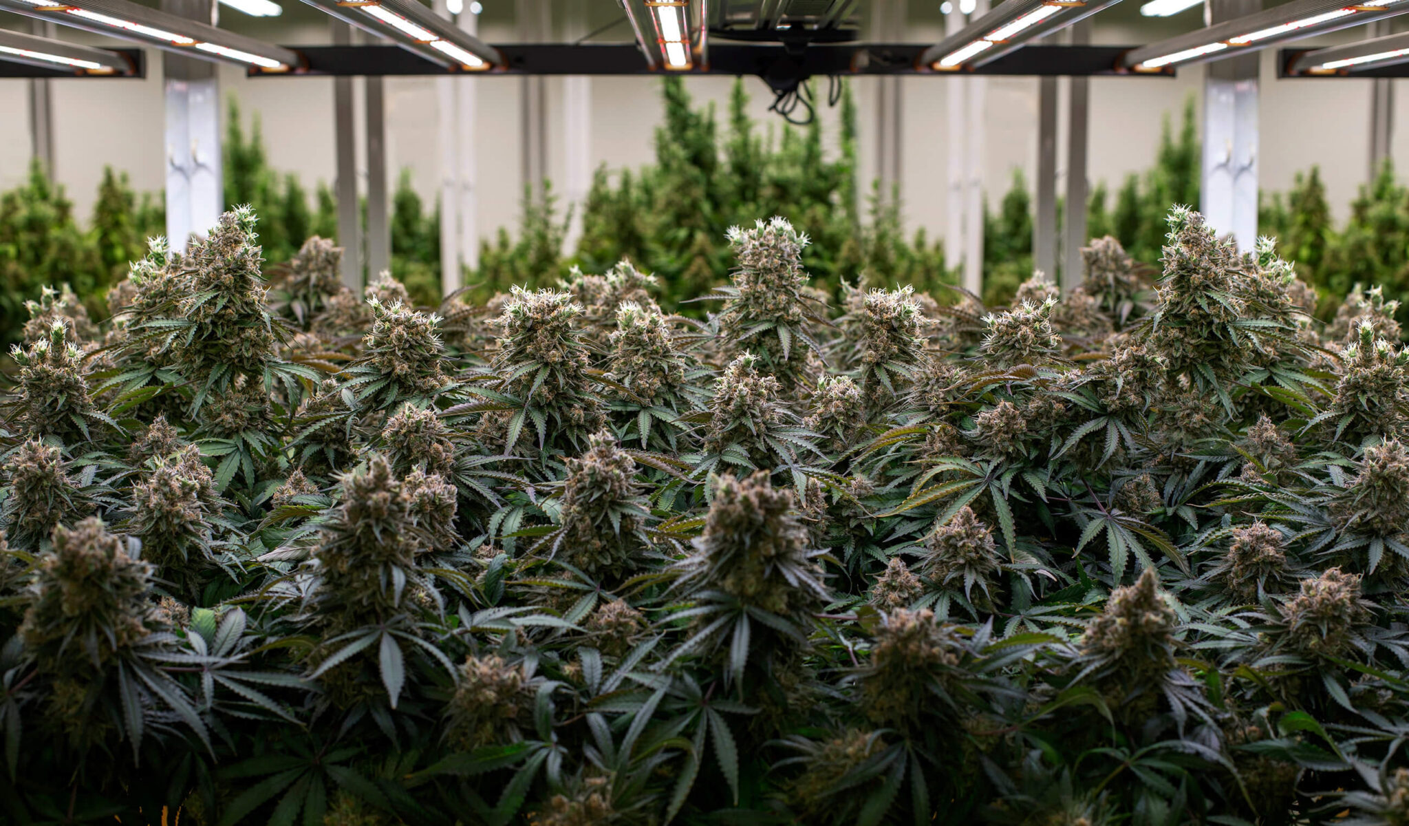 The Flowering Stage of Cannabis: Week by Week - Sensi Seeds