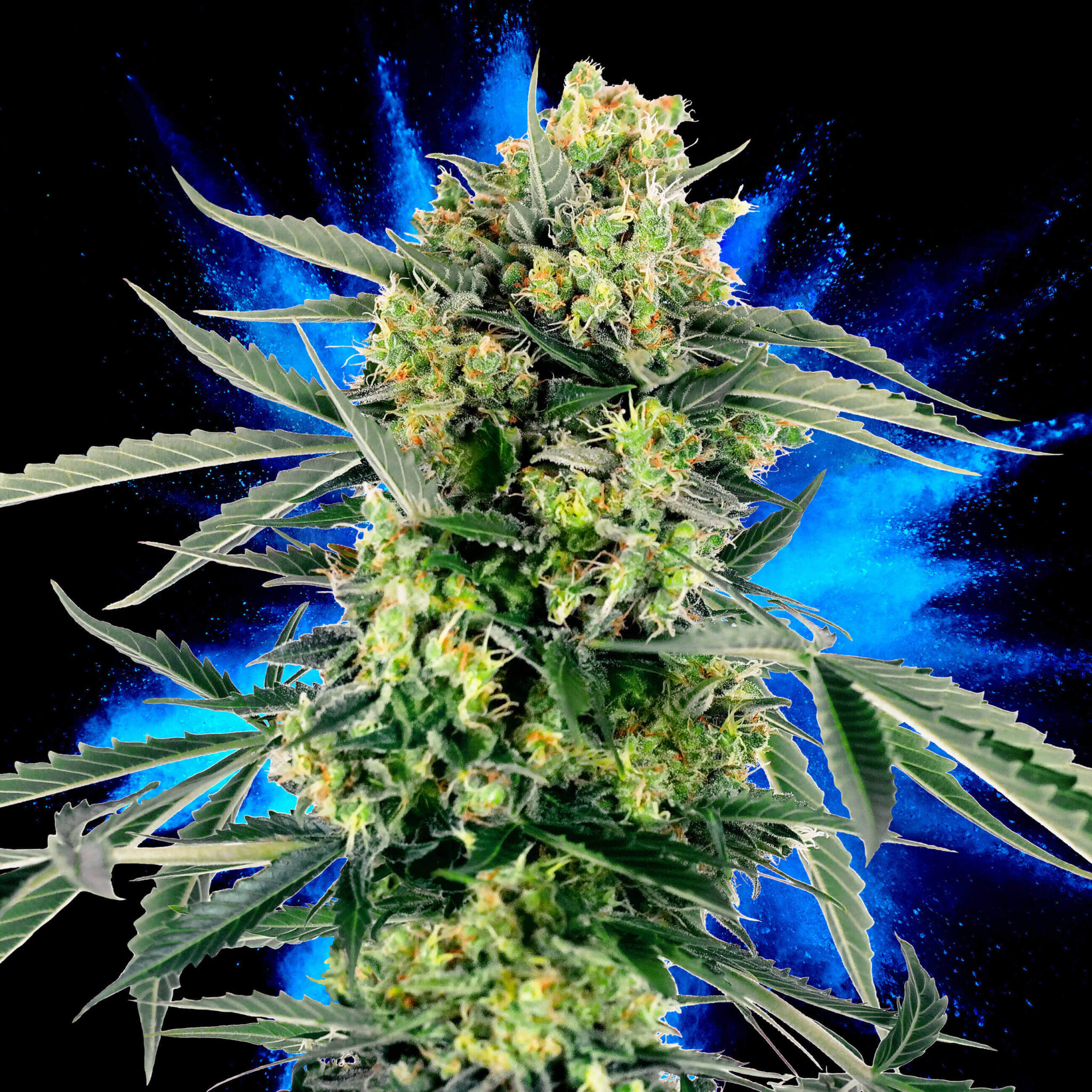 The 7 Best Blue Weed Strains - Sensi Seeds