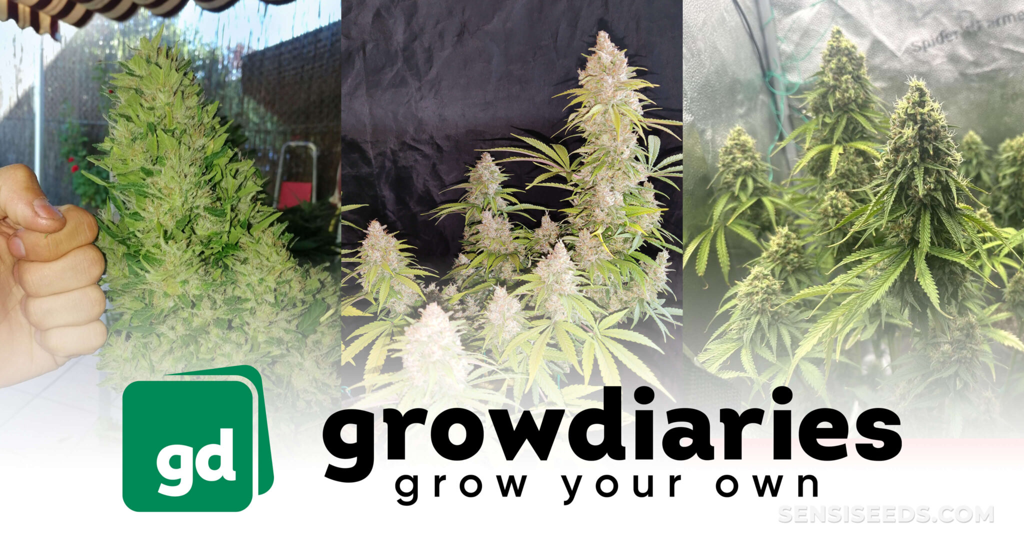 Here’s Why Every Grower Needs to Be on GrowDiaries - Sensi Seeds