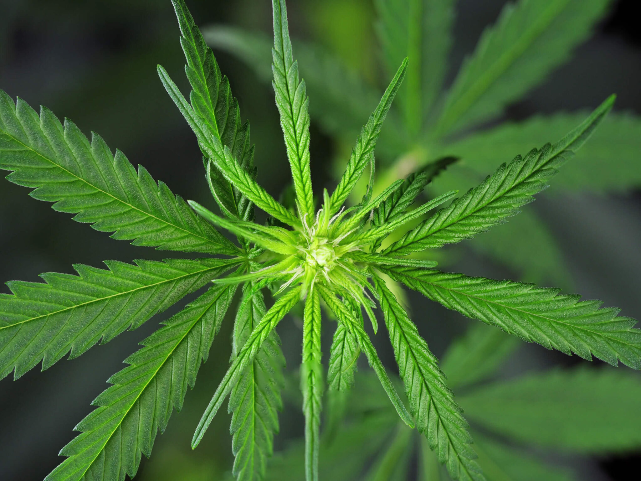 Jack Flash Regular Grow Report - Sensi Seeds