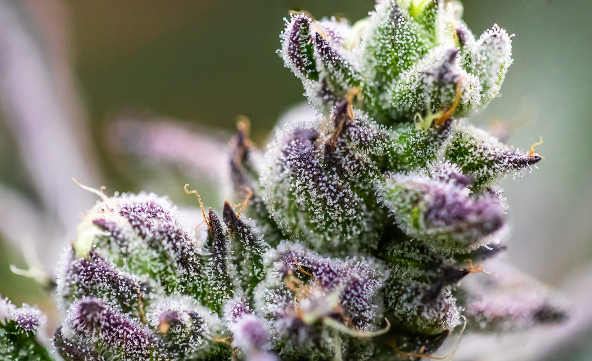 How to Grow Weed - Full Step by Step Guide - Sensi Seeds