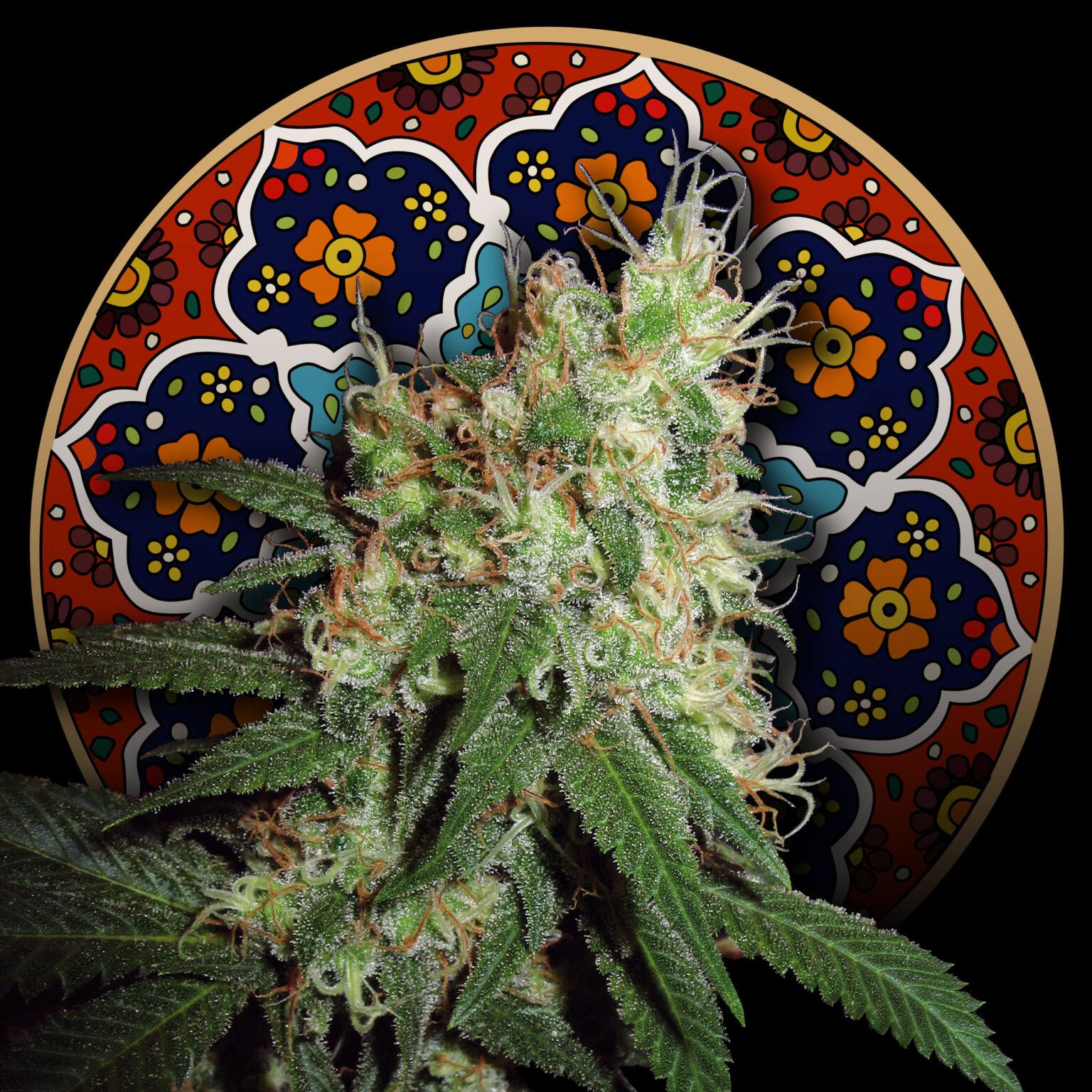 Landrace Strains: Ancient Genetics Shaping Cannabis Today - Sensi Seeds