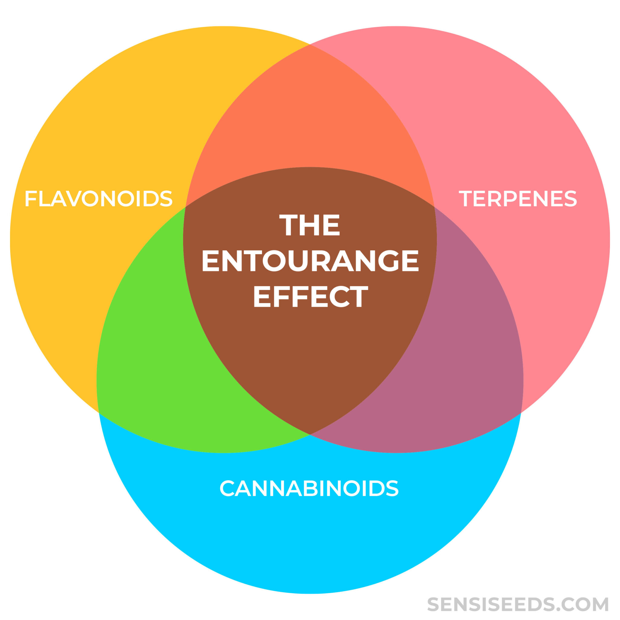 TAC vs THC: Understanding the Differences - Sensi Seeds