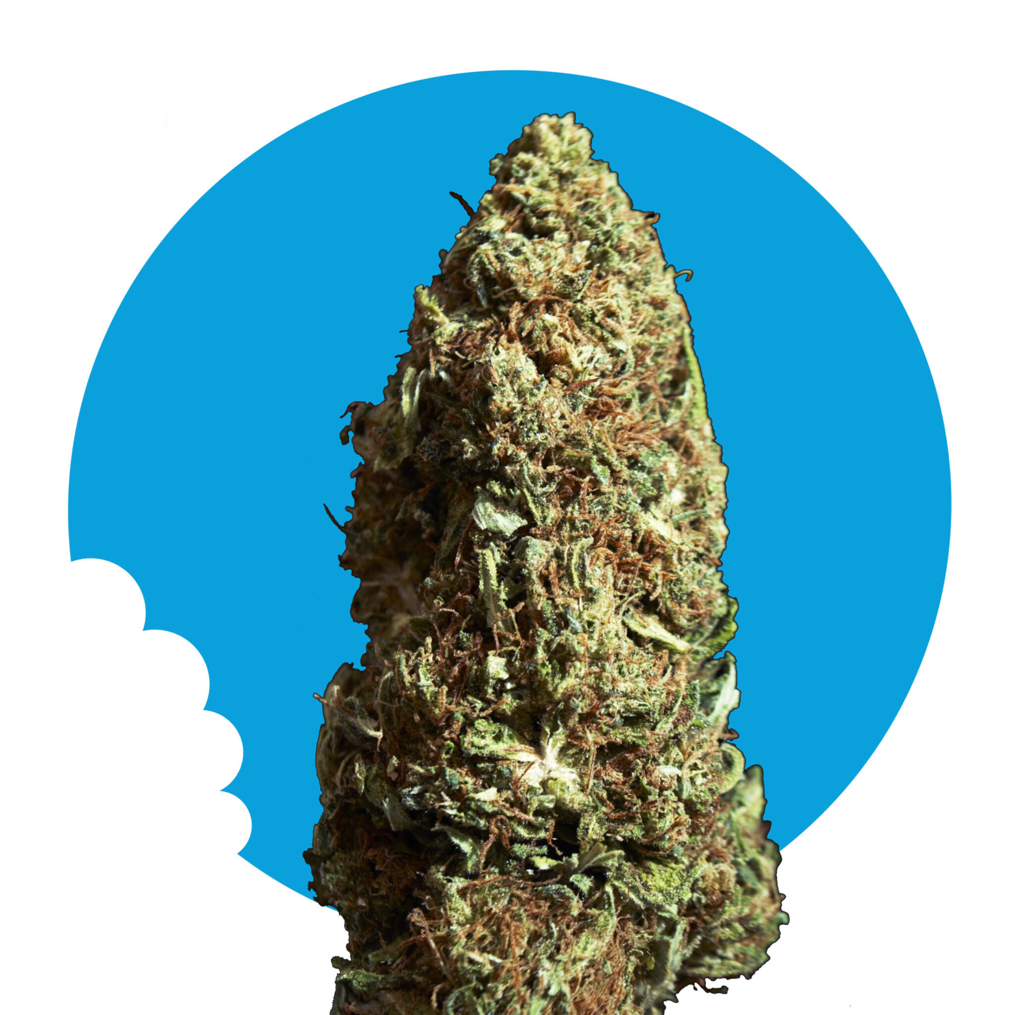 Best Cookies Strains: Let’s Get Baked - Sensi Seeds