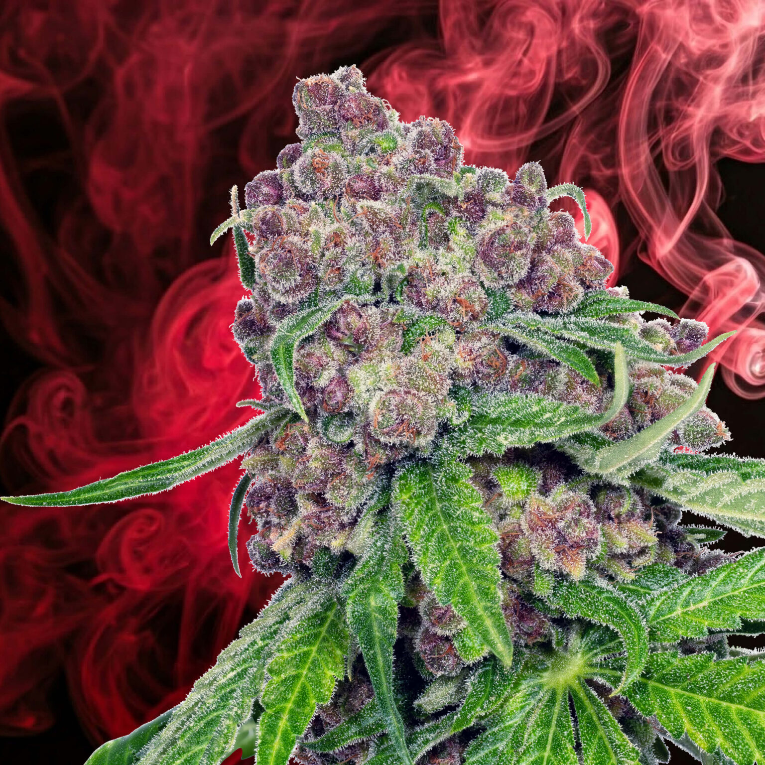 7 Best Cherry Weed Strains: A Sweet Treat - Sensi Seeds