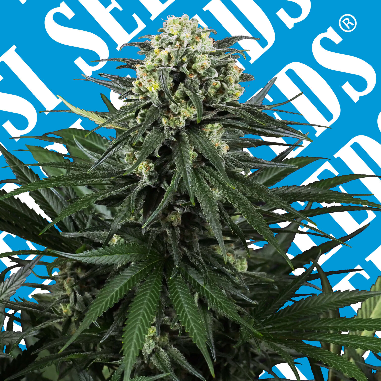 Best Cookies Strains: Let’s Get Baked - Sensi Seeds