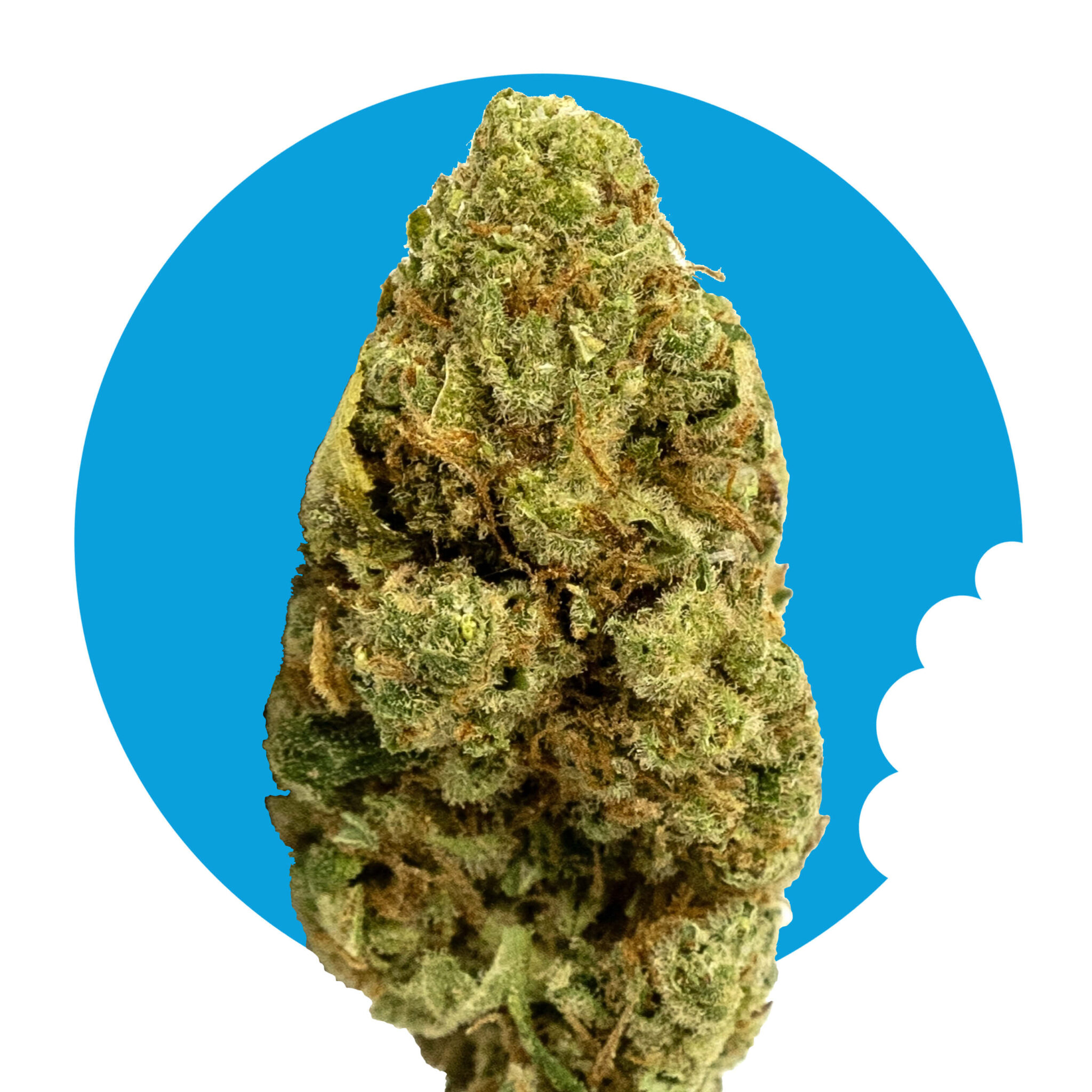 Best Cookies Strains: Let’s Get Baked - Sensi Seeds
