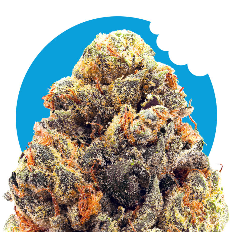 Best Cookies Strains: Let’s Get Baked - Sensi Seeds