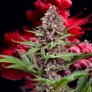 7 Best Cherry Weed Strains: A Sweet Treat - Sensi Seeds