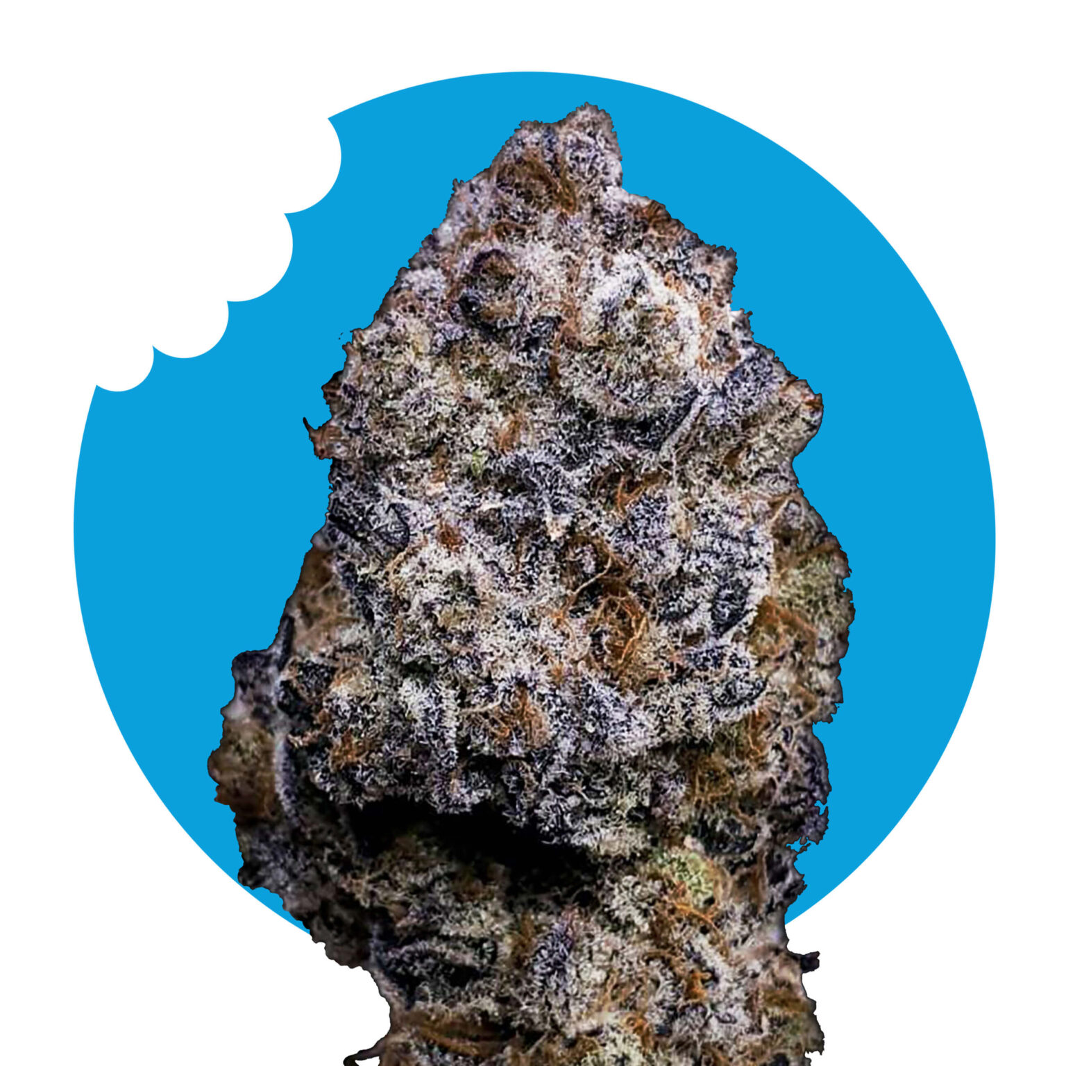 Best Cookies Strains: Let’s Get Baked - Sensi Seeds
