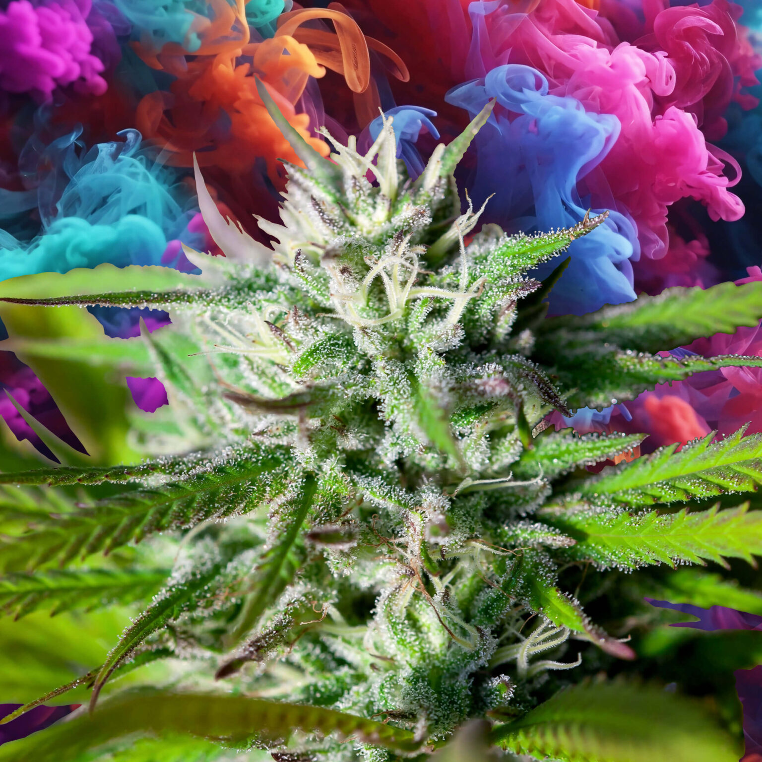 13 Best Haze Strains of All Time - Sensi Seeds