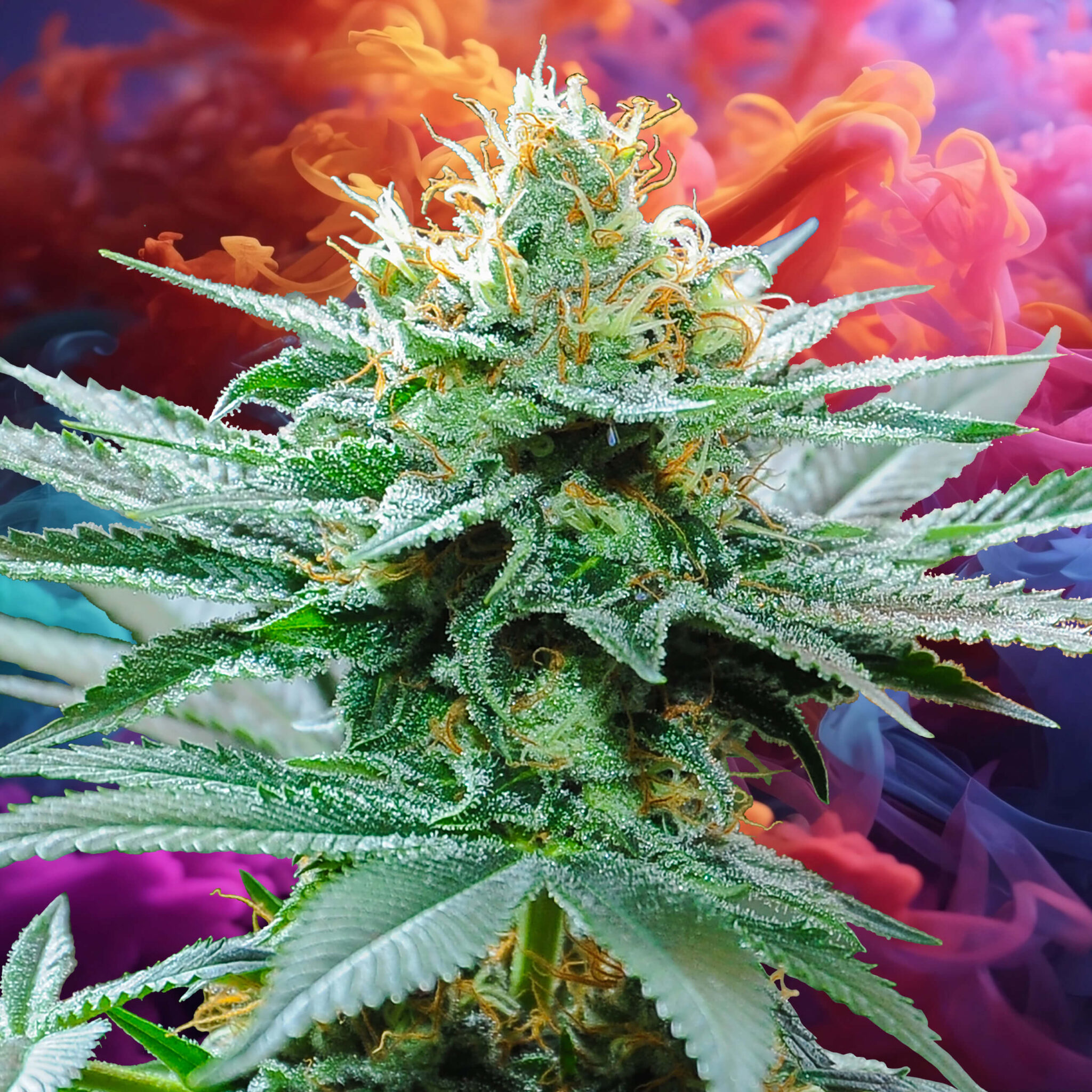 13 Best Haze Strains of All Time - Sensi Seeds