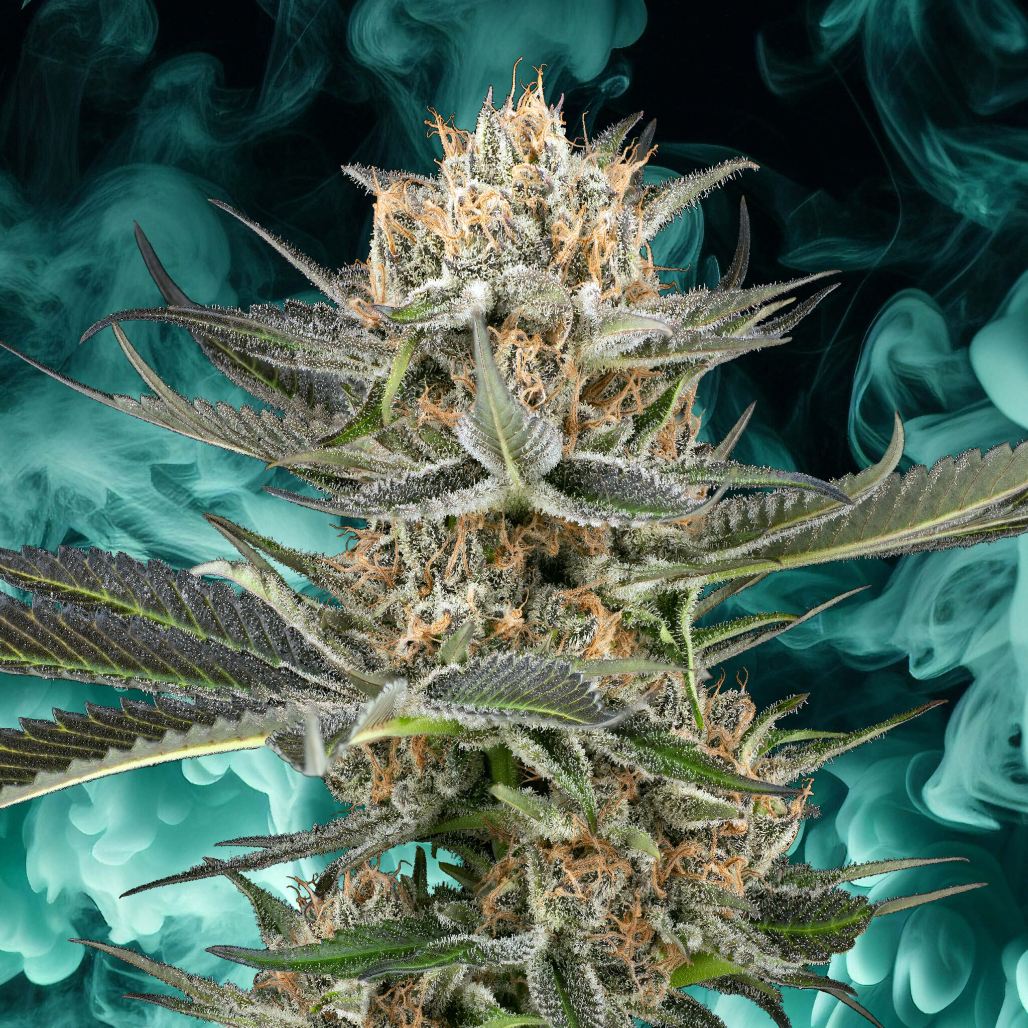 Top 3 Mint Strains - Sensi Seeds