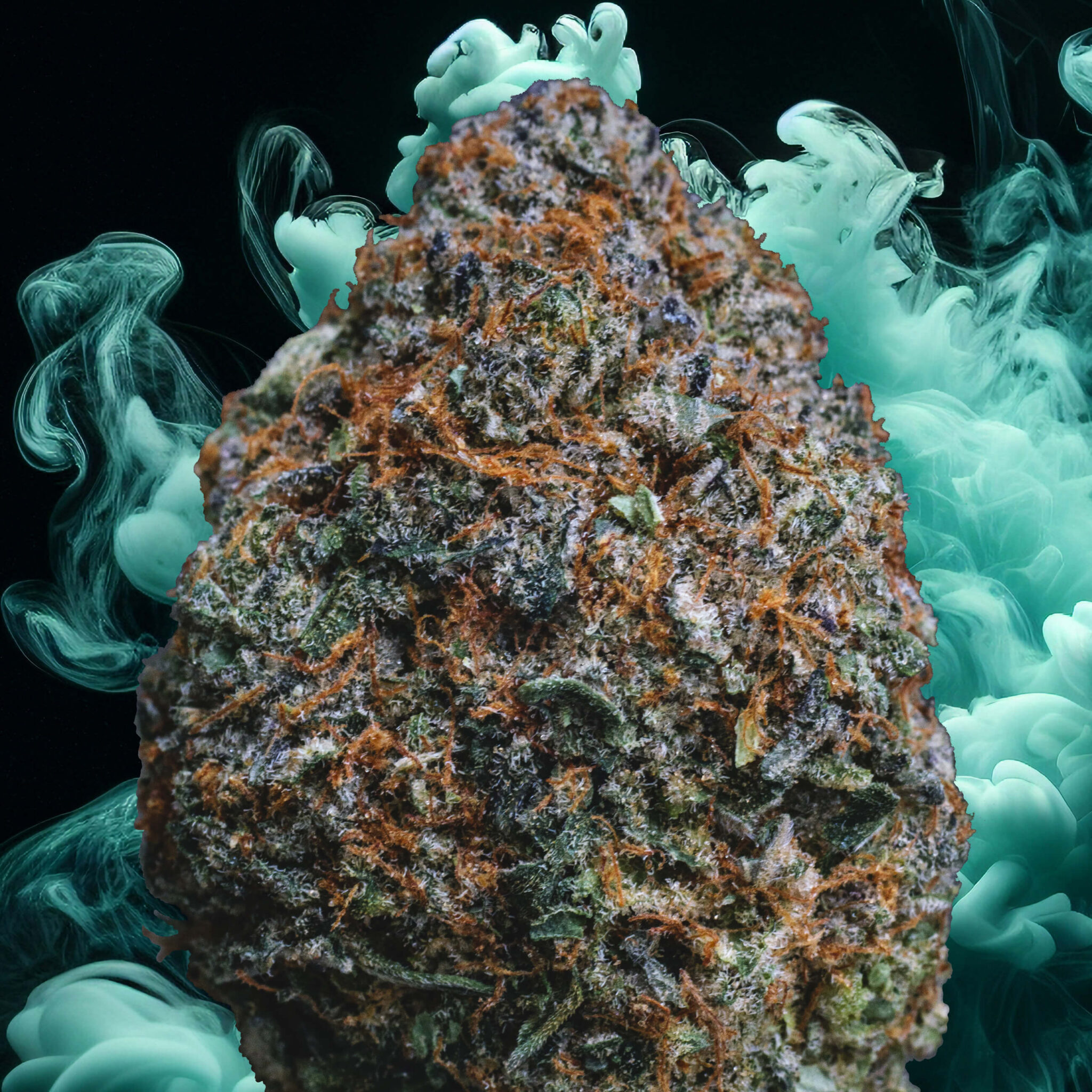Top 3 Mint Strains - Sensi Seeds
