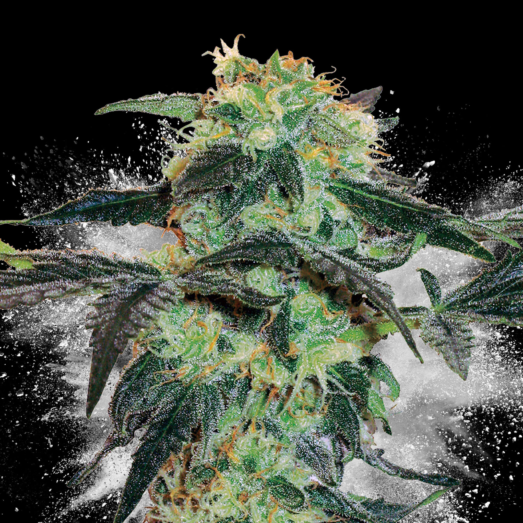 White Weed Strains: 11 Best White Strains and Their Origins - Sensi Seeds