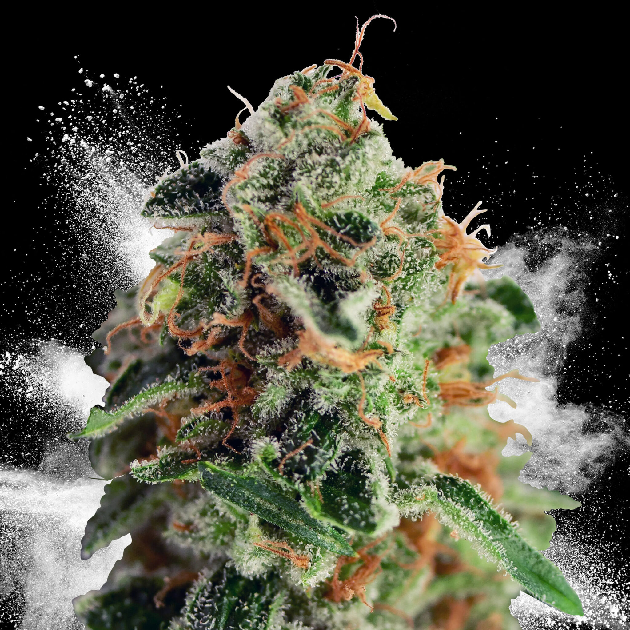 White Weed Strains: 11 Best White Strains and Their Origins - Sensi Seeds