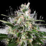 White Weed Strains: 11 Best White Strains and Their Origins - Sensi Seeds