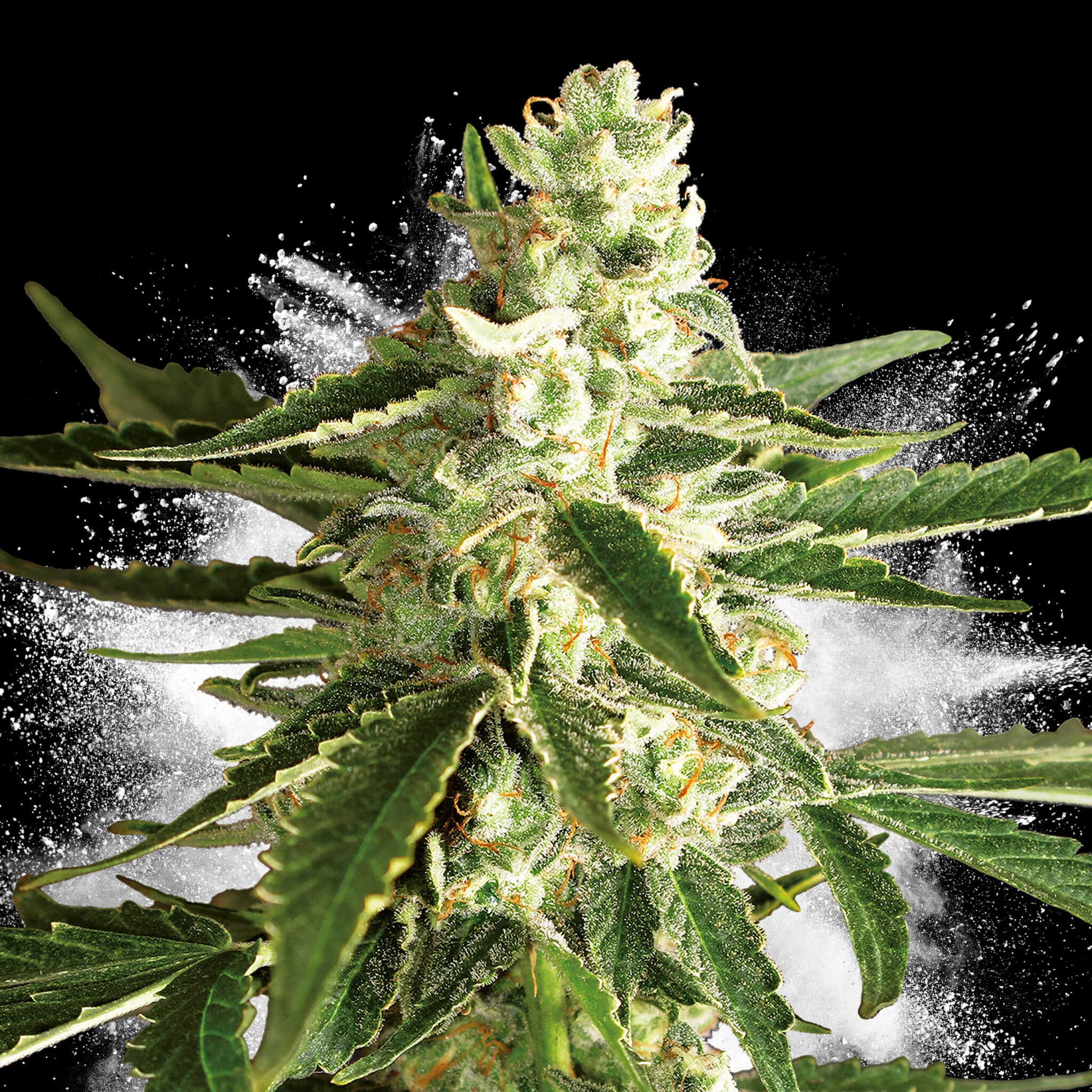 White Weed Strains: 11 Best White Strains and Their Origins - Sensi Seeds