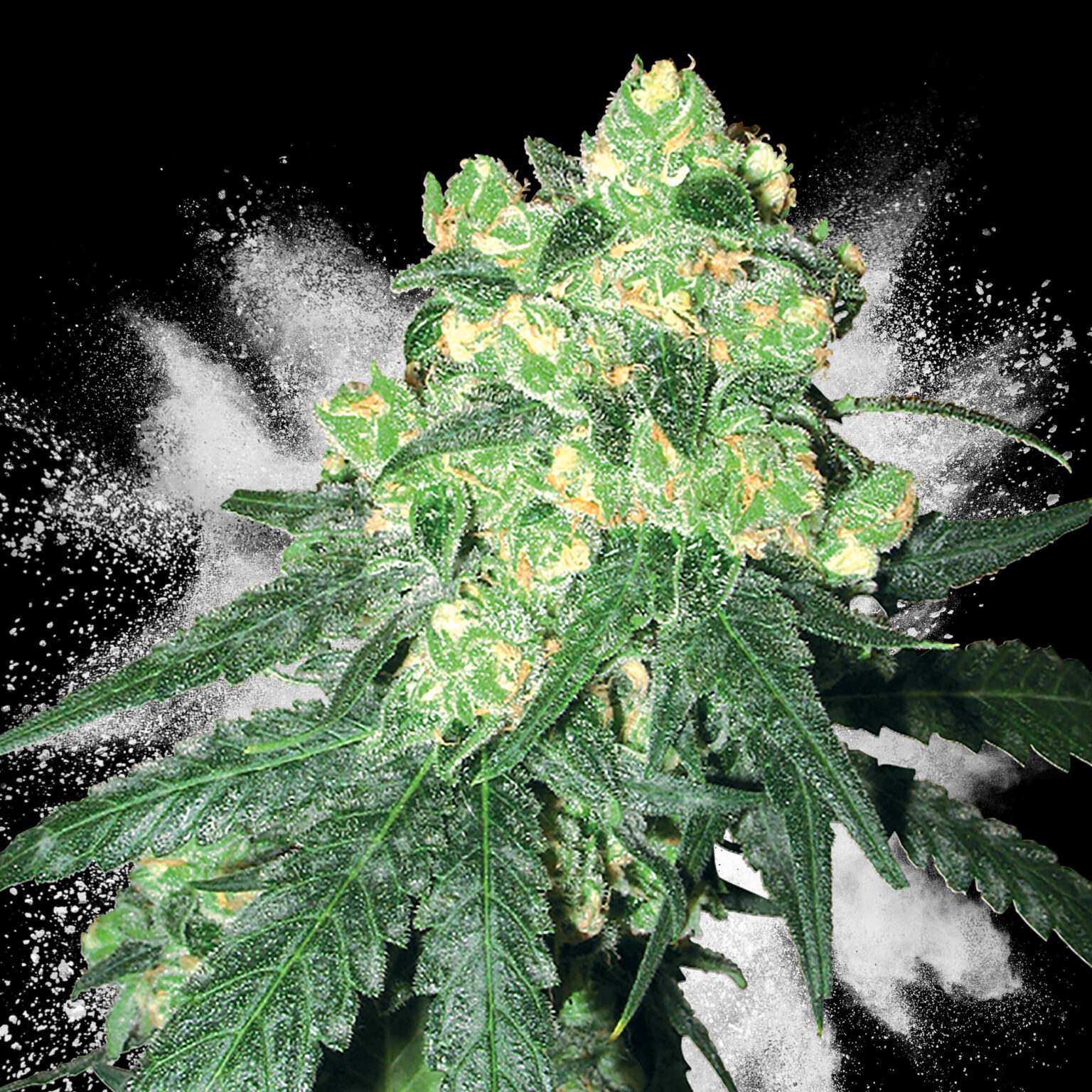 White Weed Strains: 11 Best White Strains and Their Origins - Sensi Seeds