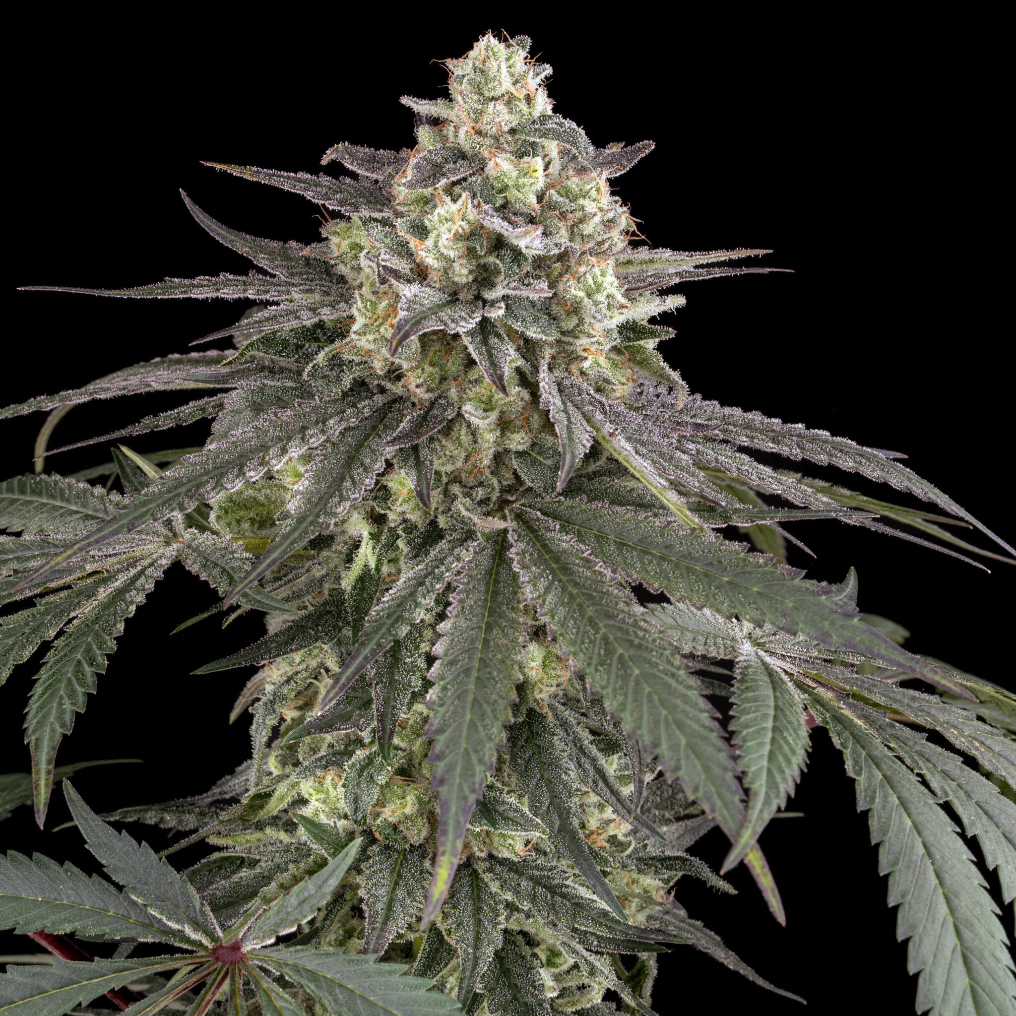White Weed Strains: 11 Best White Strains and Their Origins - Sensi Seeds