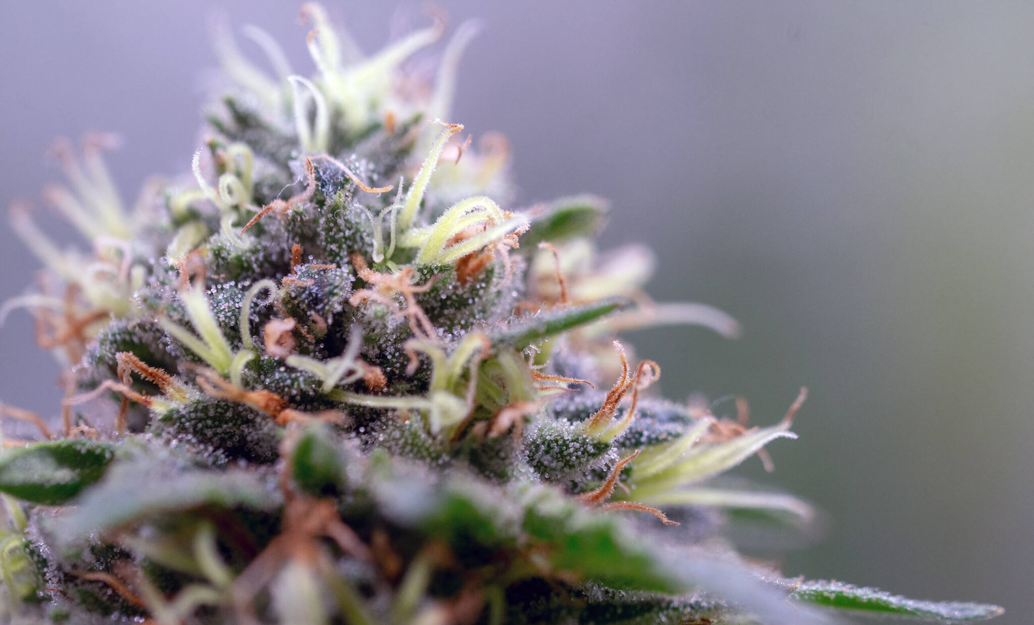 White Weed Strains: 11 Best White Strains and Their Origins - Sensi Seeds