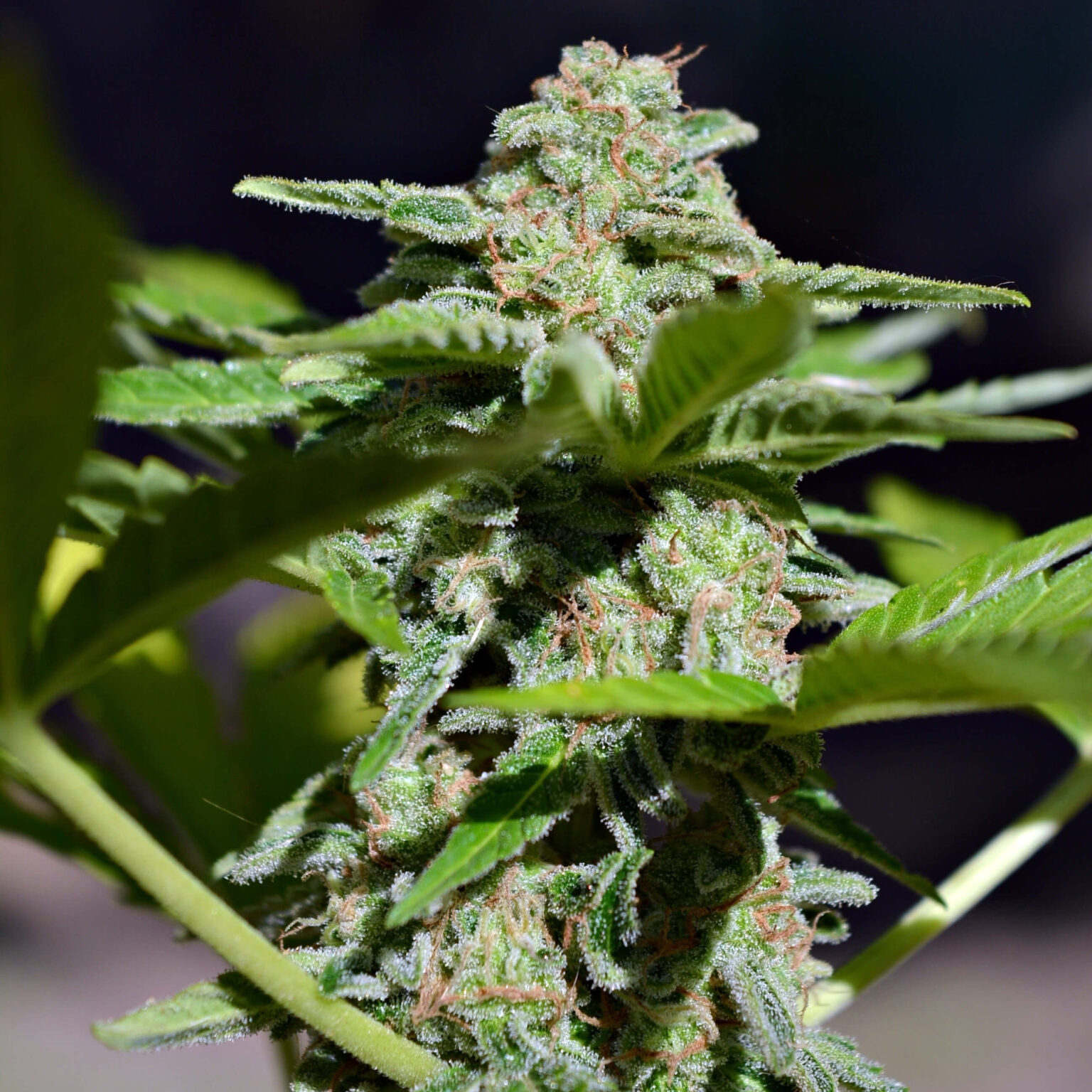 White Weed Strains: 11 Best White Strains and Their Origins - Sensi Seeds