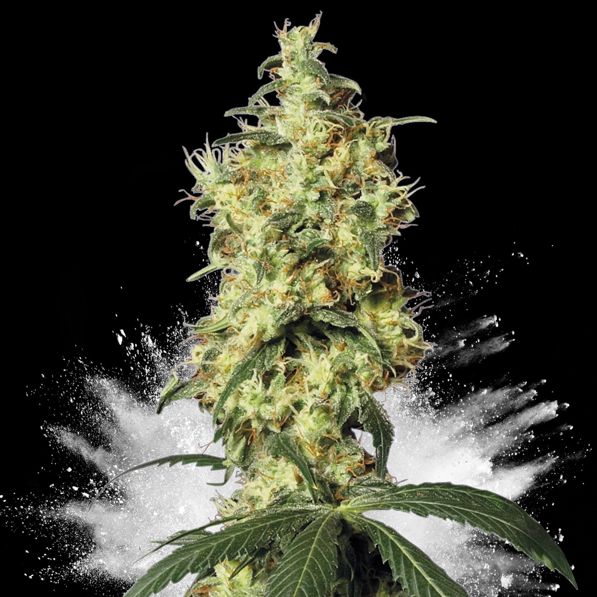 White Weed Strains: 11 Best White Strains and Their Origins - Sensi Seeds