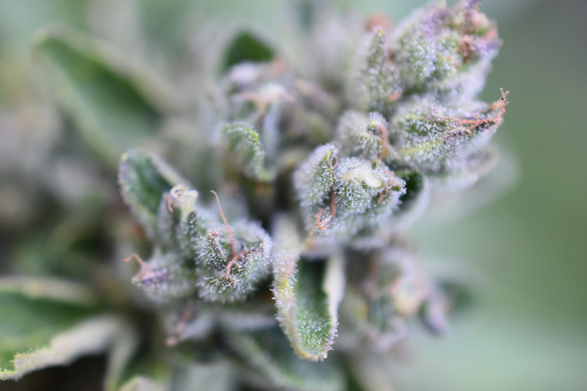 White Weed Strains: 11 Best White Strains and Their Origins - Sensi Seeds