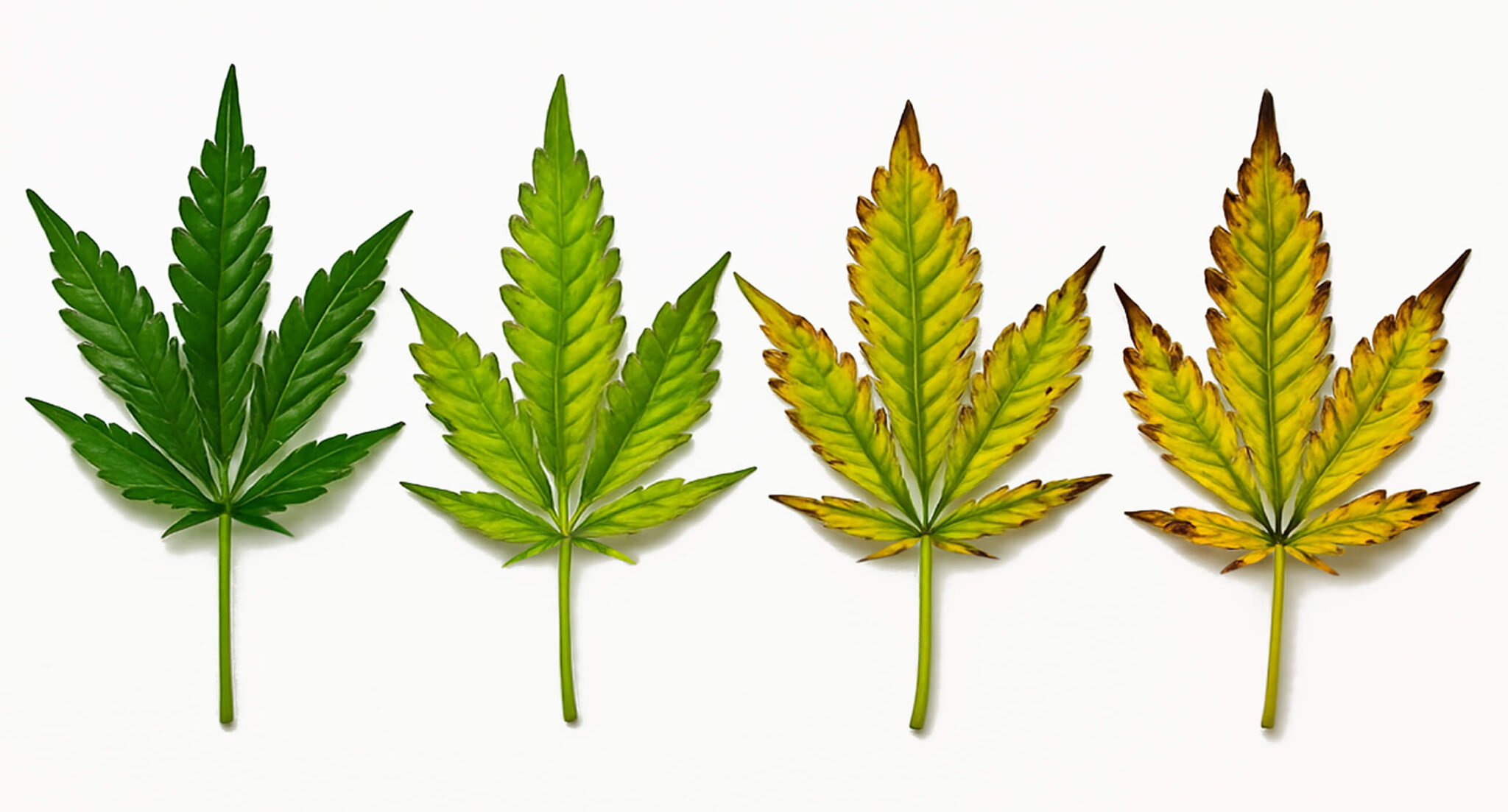 Engrais pour le cannabis : comment les utiliser - Sensi Seeds