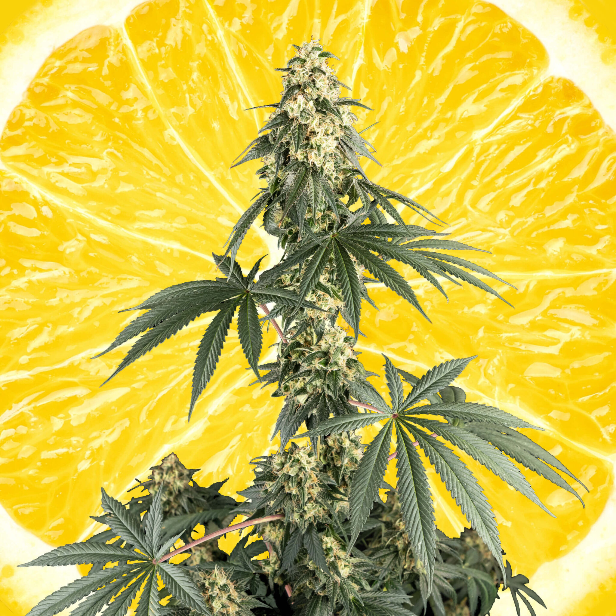 Sour Strains – The History of Sour Weed - Sensi Seeds