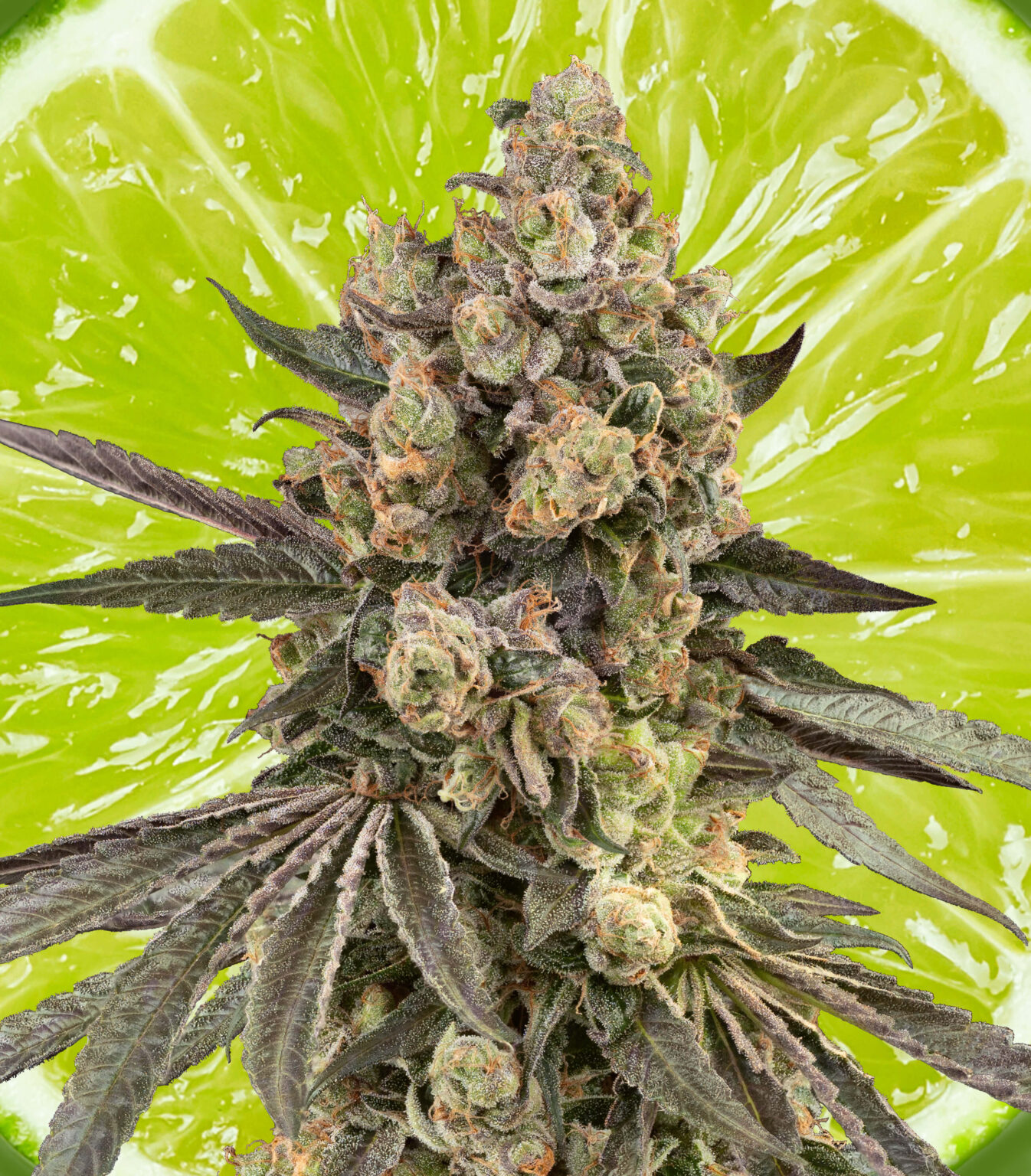 Sour Strains – The History of Sour Weed - Sensi Seeds